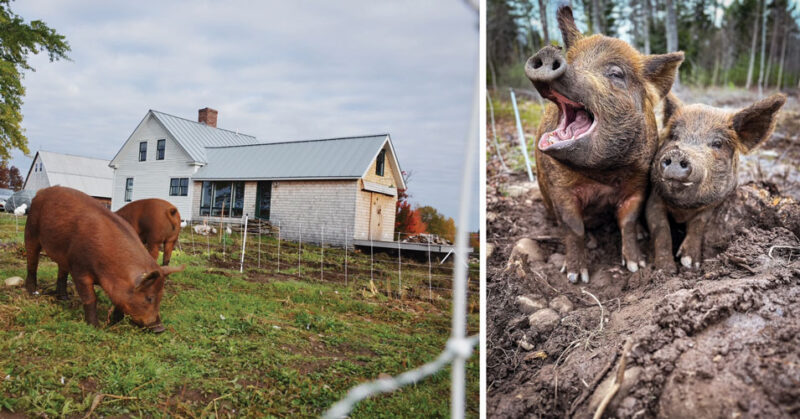 Pig Fencing Ideas: How to Build a Pig Fence - Grit